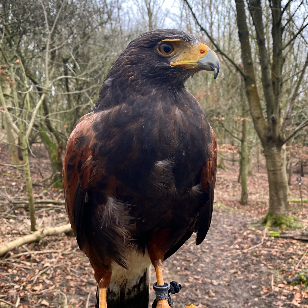 Falconry in the Wychwood Forest - Wilderness Festival